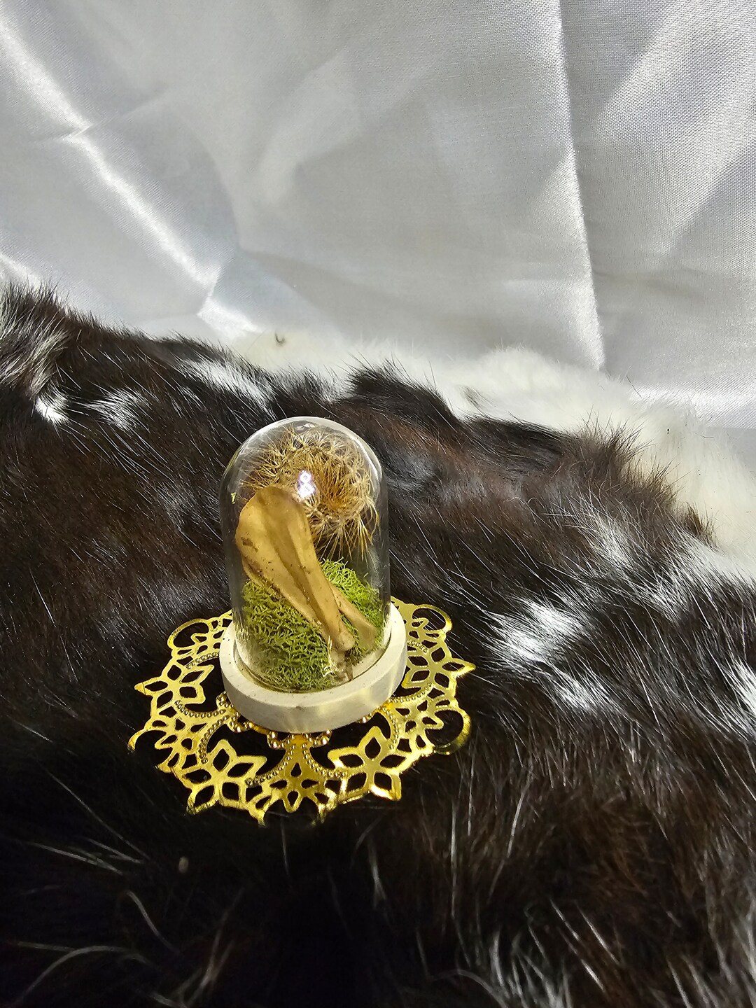 Rat Scapula Dome - Etsy