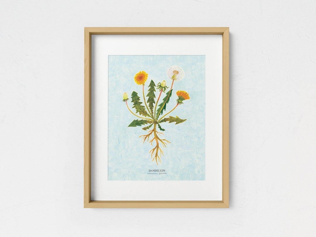 Dandelion Botanical Art Print 8x10 - Plant and Flower Mixed Media ...