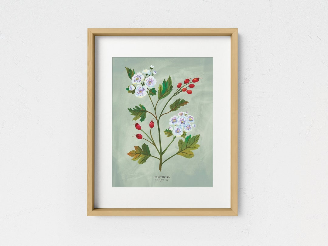 Hawthorn Botanical Art Print 8x10 - Plant and Flower Mixed Media ...
