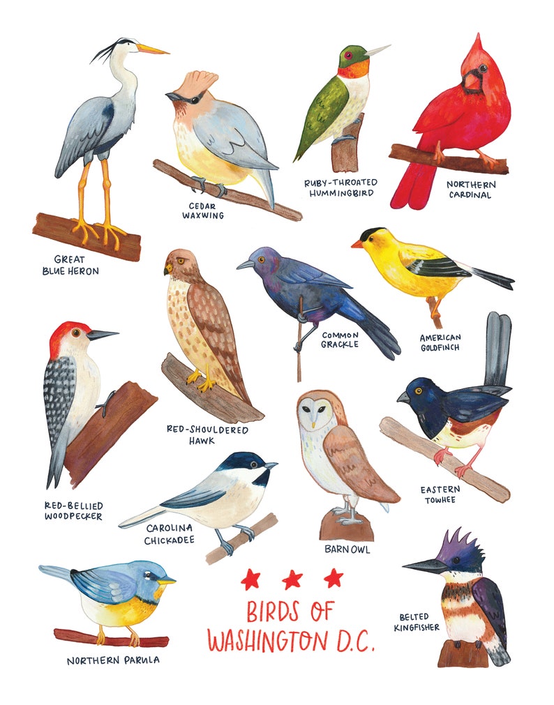 Birds of DC Illustration Print - Watercolor, Pastel, Colored Pencil ...