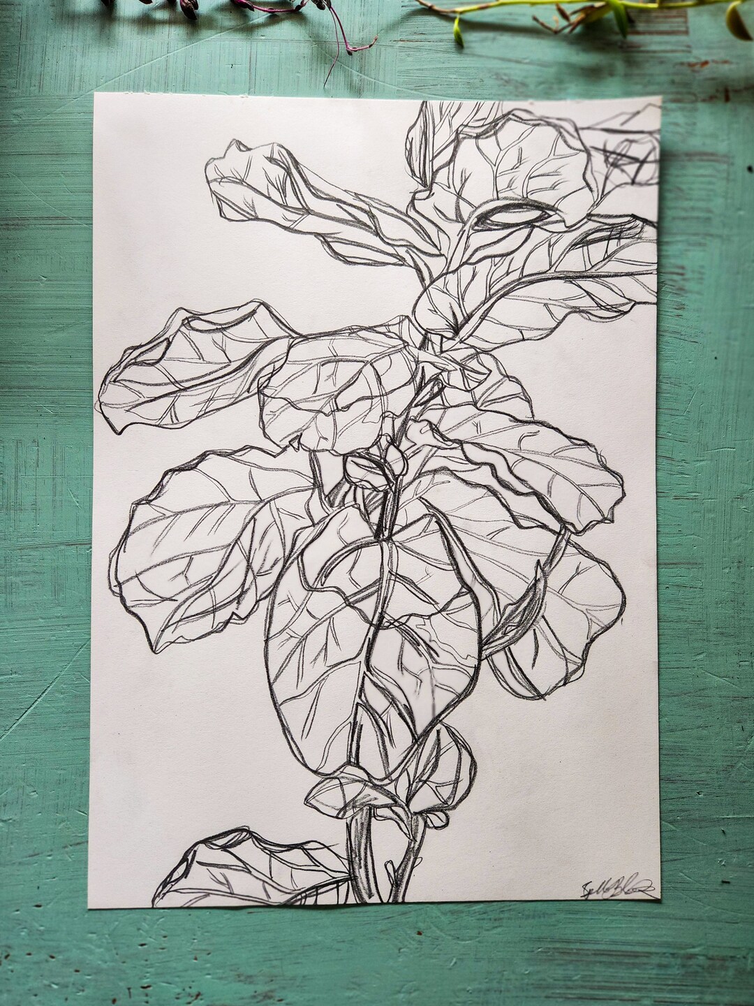 Fiddle Leaf Fig Line Art Sketch - Etsy