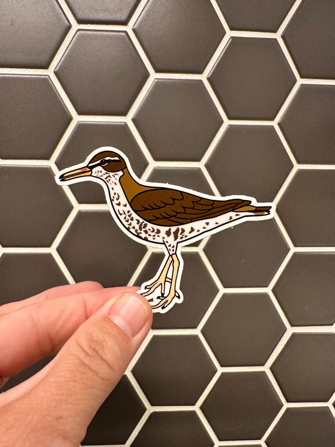 Spotted Sandpiper Sticker: Vinyl Bird Sticker - Etsy