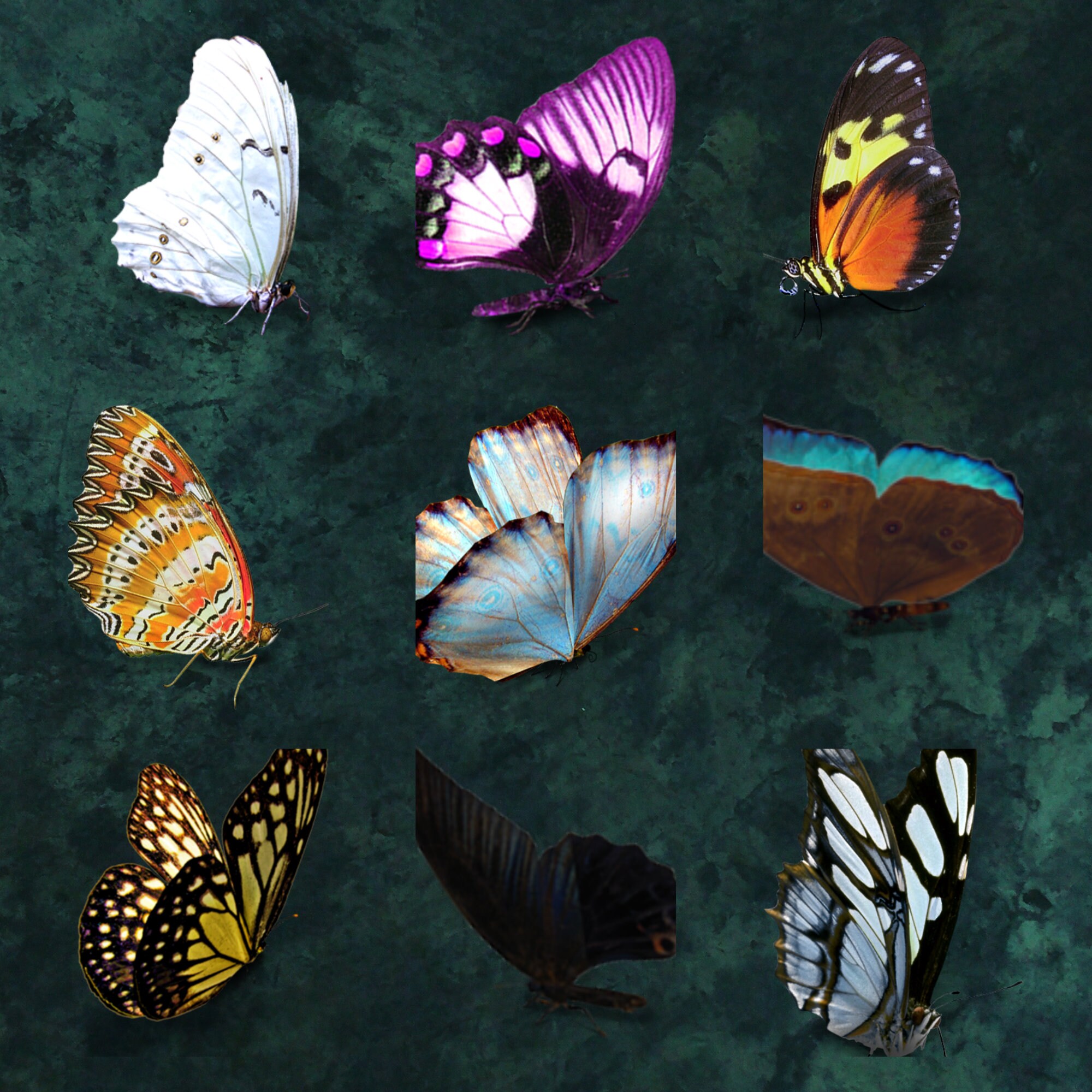 50 PNG Butterfly Overlays, Tropical, Insect Clipart, Butterfly Art ...
