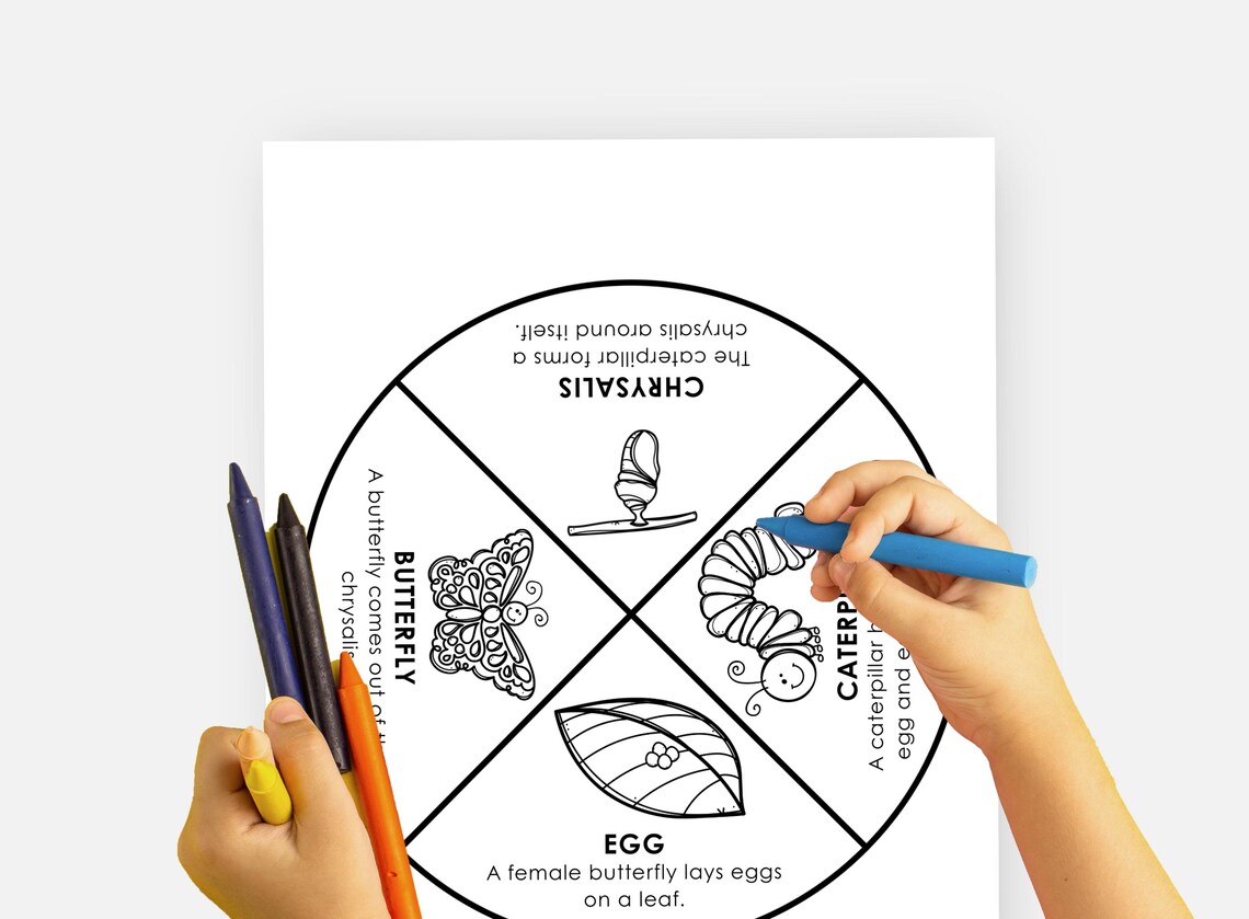 Butterfly Lifecycle Craft, Spring Coloring Activity, Life Cycle of a ...