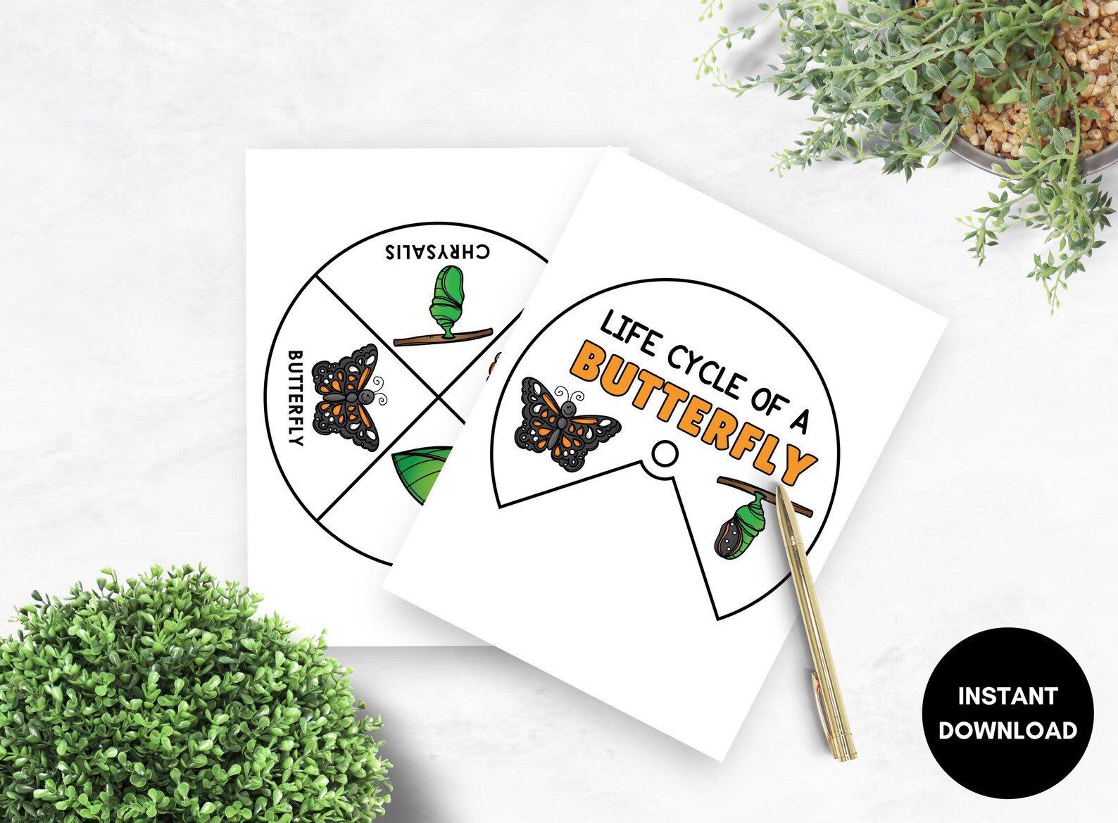 Butterfly Lifecycle Craft, Spring Coloring Activity, Life Cycle of a ...