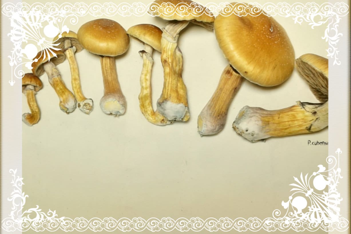 Psilocybe Azurescens Spores