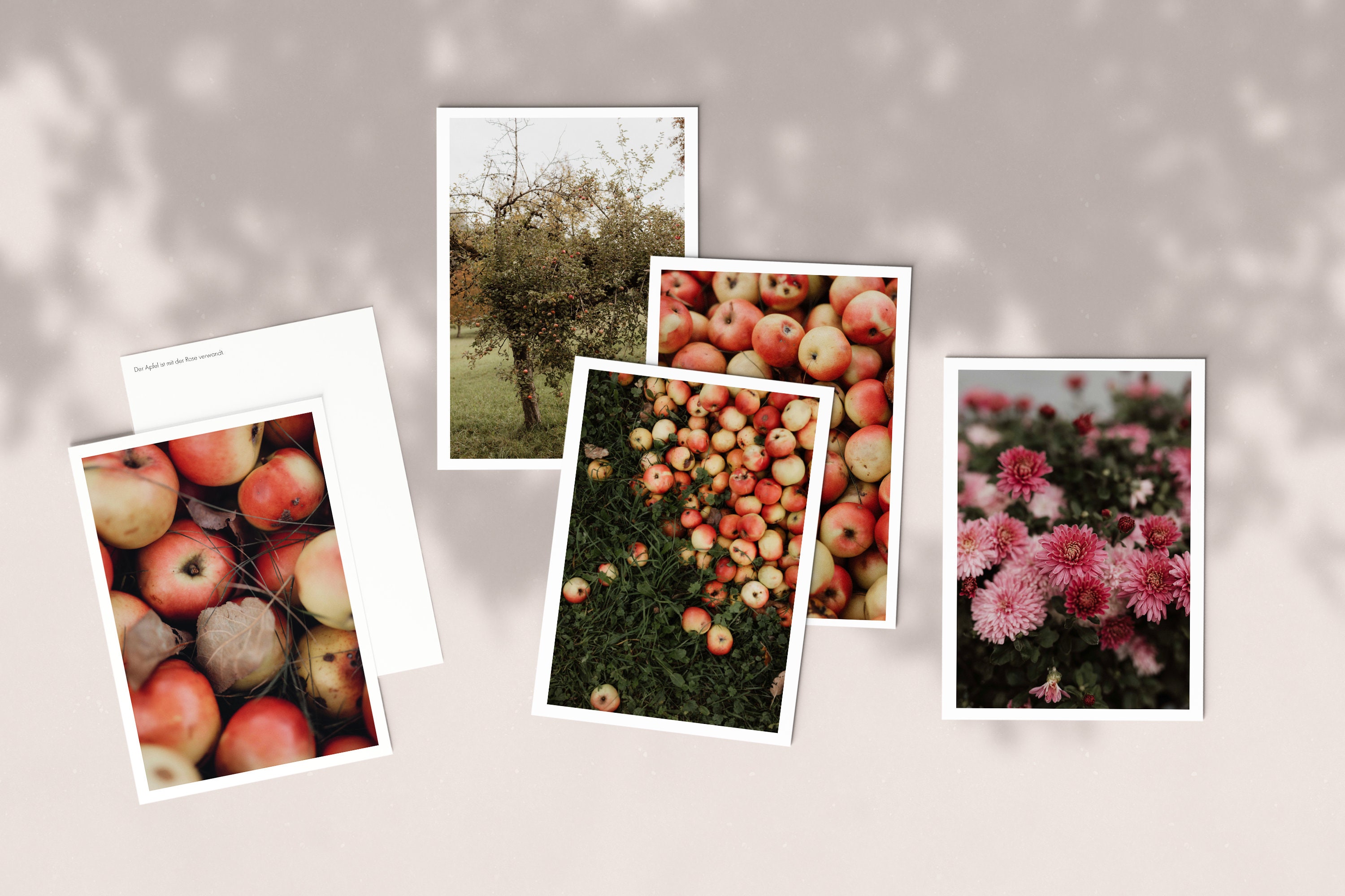 Set of 5 Postcards APPLE HARVEST Photo Postcards Apples & Country Love ...