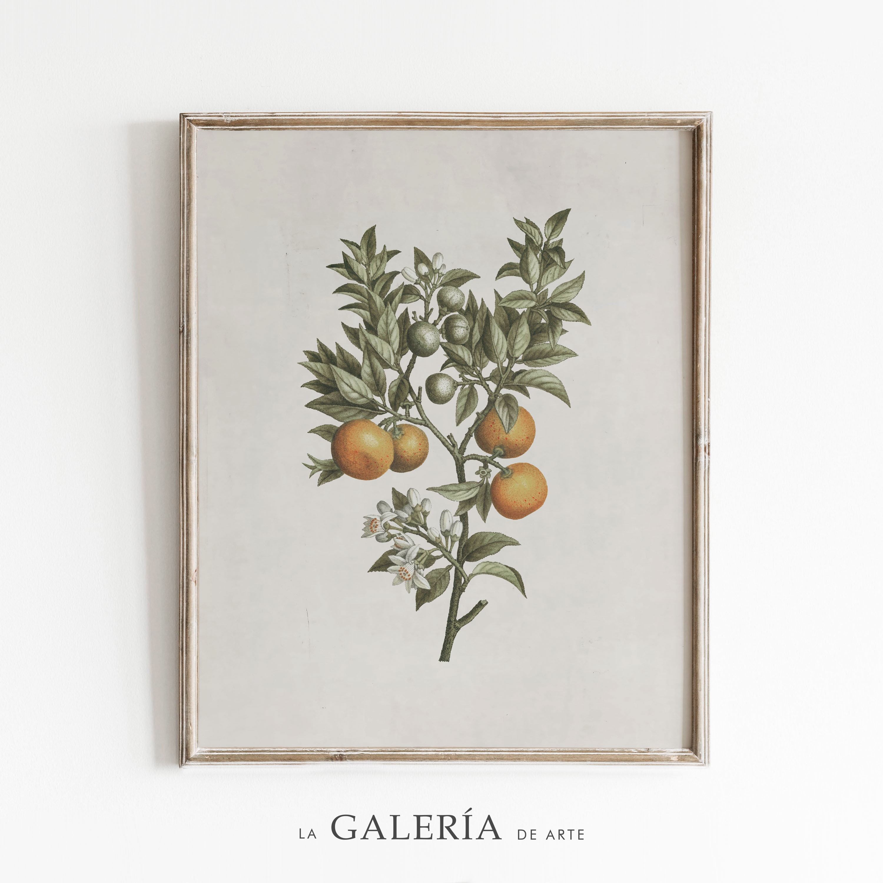 Vintage Gallery Wall Set | Antique Sumer Art Prints | Mediterranean ...