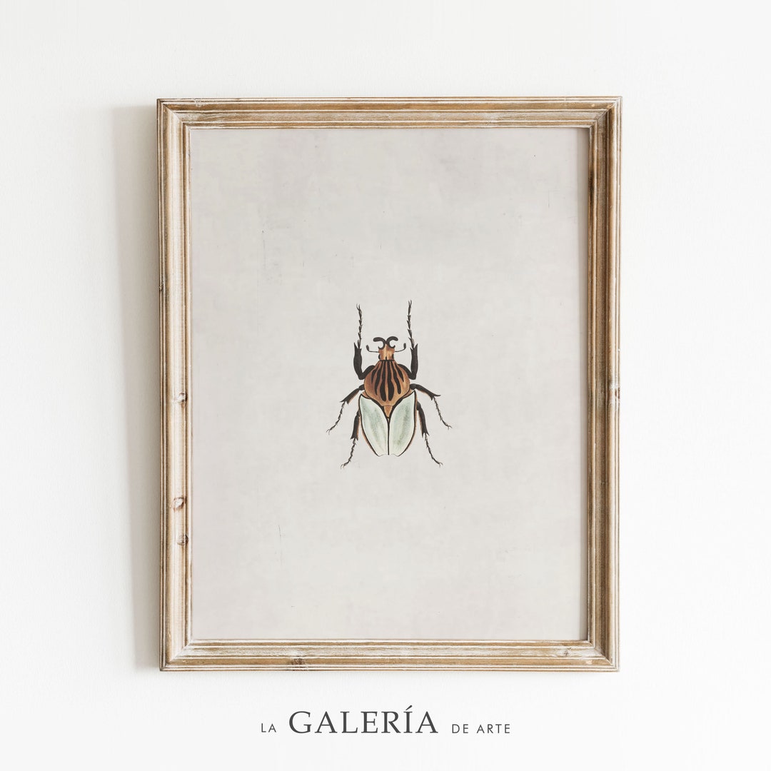 Vintage Beetle Print | Antique Insect Art | Cottage Wall Decor - Etsy