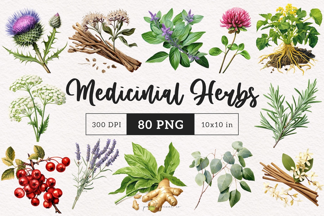 Medicinal Herbs Clipart Herb PNG Herbal Remedies Botanical Illustration ...