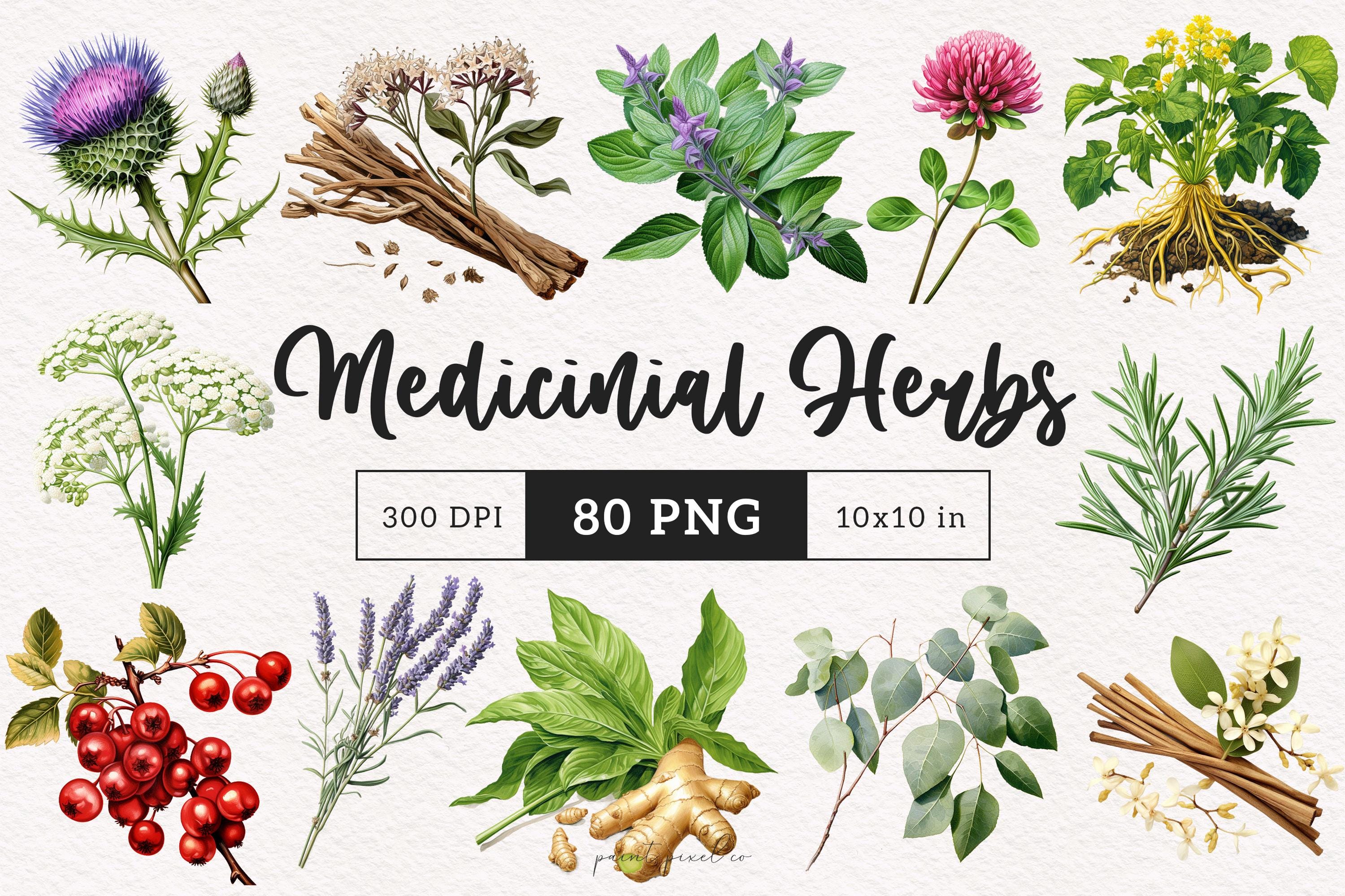 Medicinal Herbs Clipart Herb PNG Herbal Remedies Botanical Illustration ...