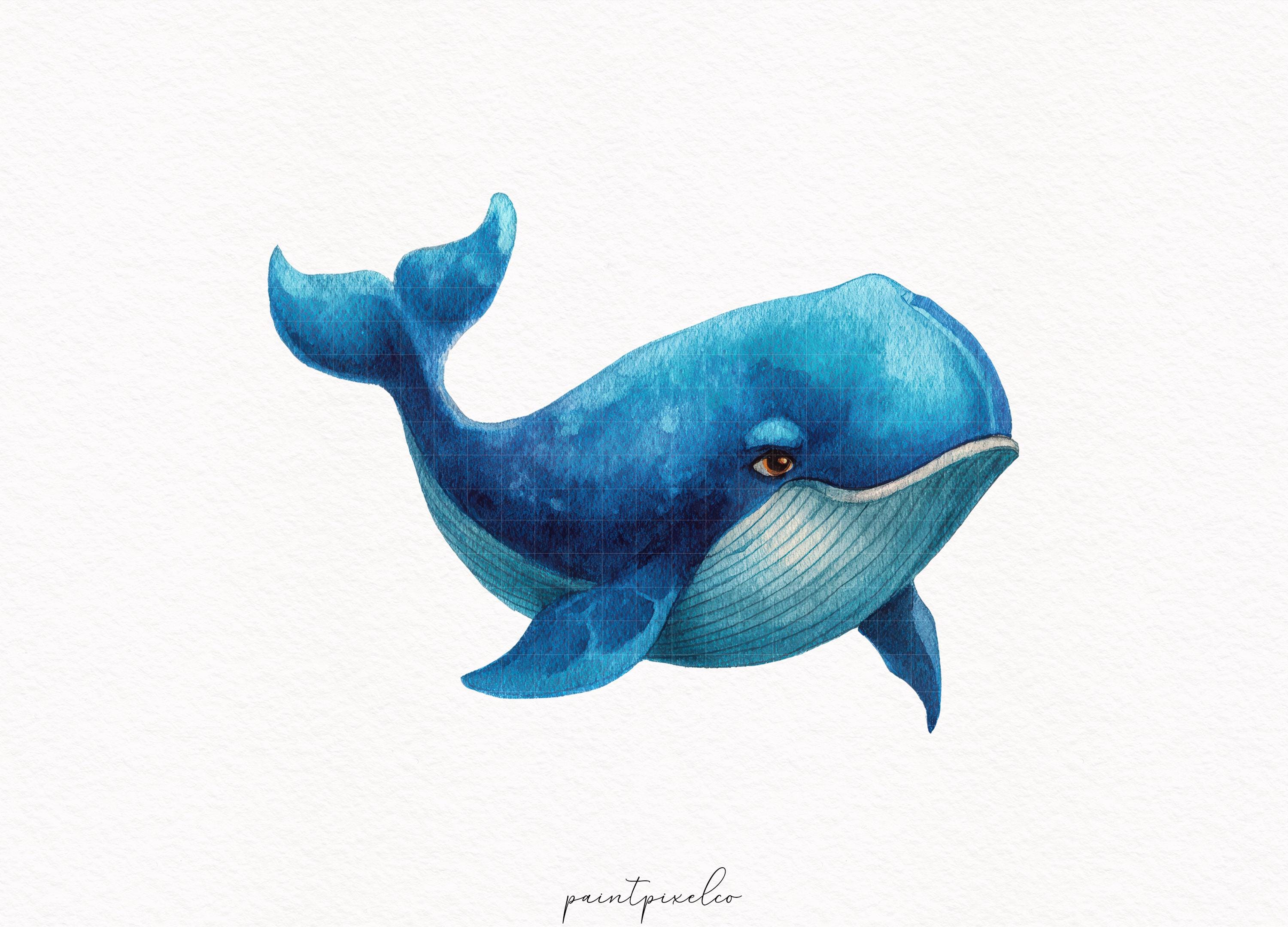 Cute Whale Clipart Under the Sea Ocean Animals PNG Watercolor Blue ...