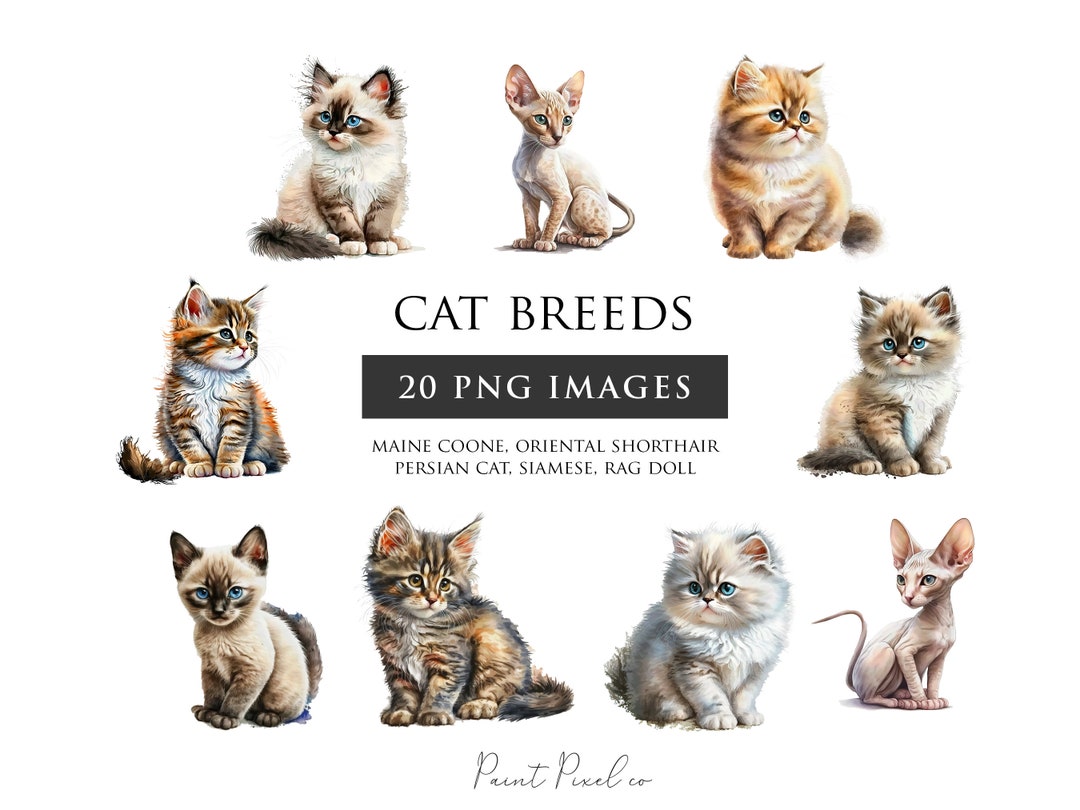 Cat Clipart Cat PNG Black Cats Watercolor Clipart Siamese Cat - Etsy