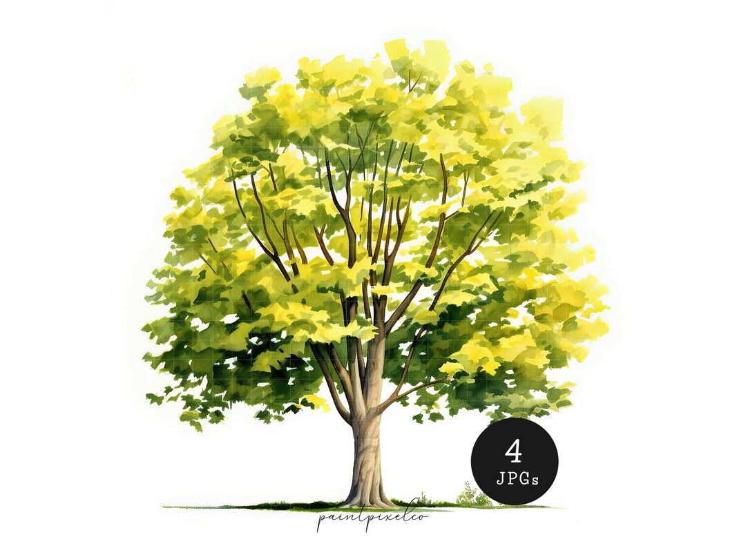 4 Ginkgo Tree JPG Clipart Watercolor Tree Printable Wall Art ...