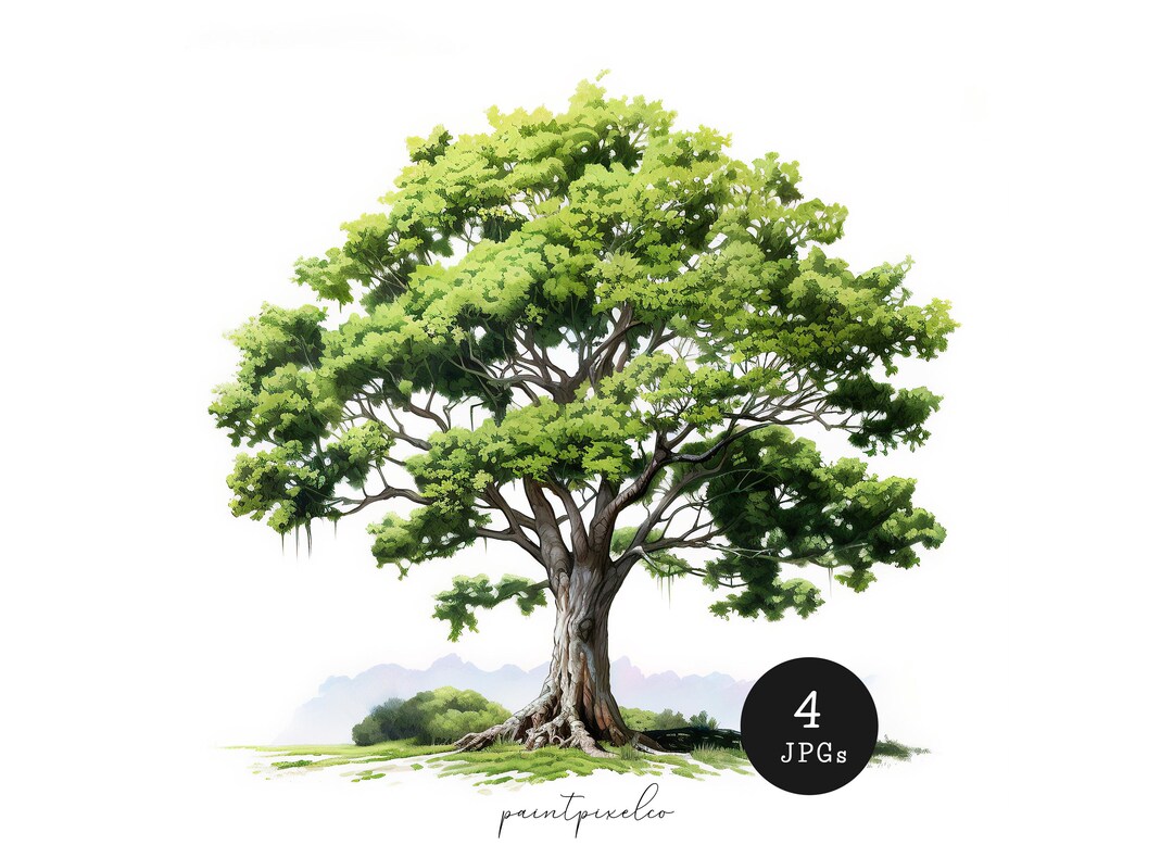 4 Koa Trees JPG Clipart Watercolor Tree Printable Art Sublimation Card ...
