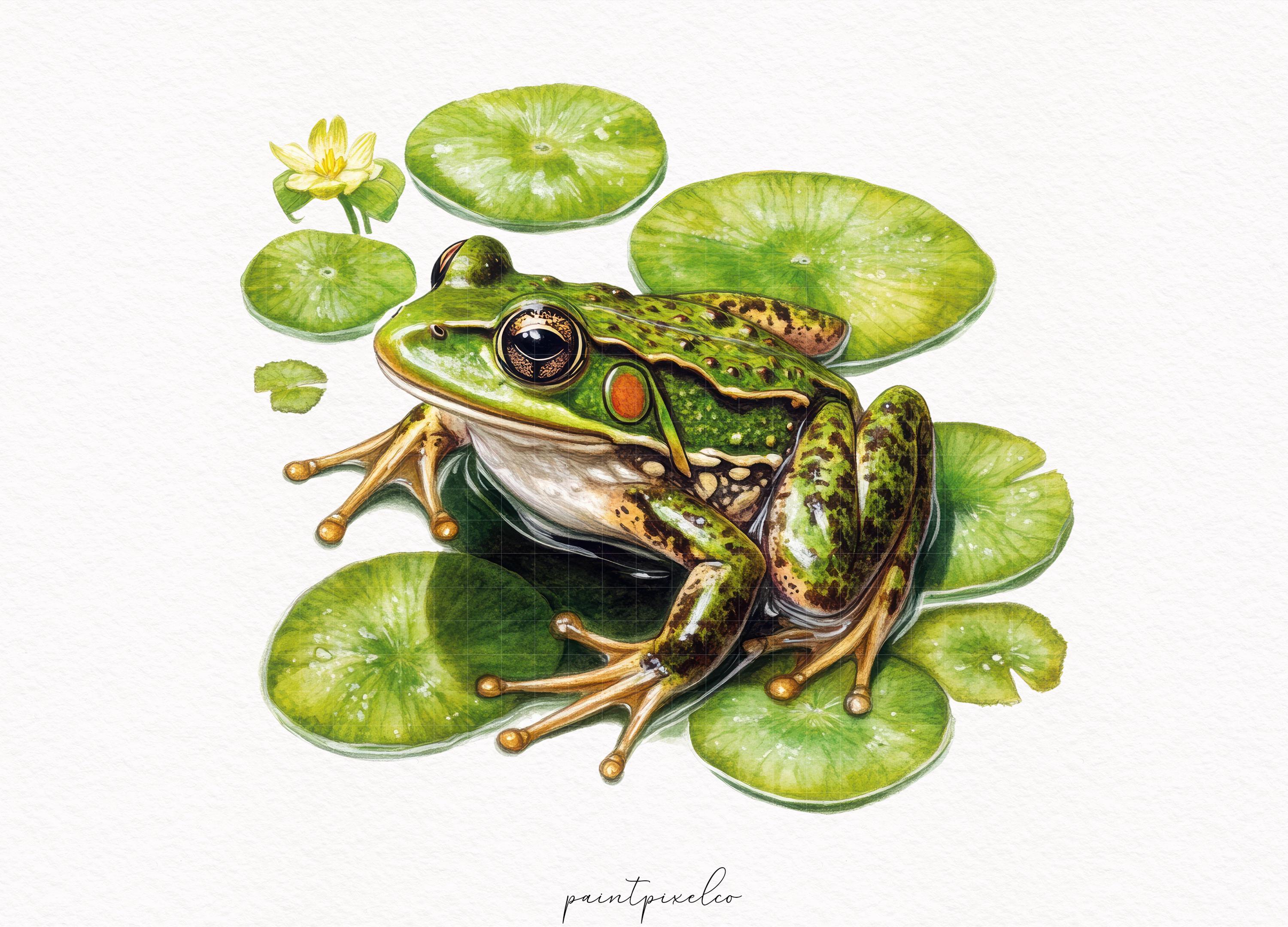 14 Green Frog Clipart Frogs in a Pond PNG Vintage Frog Spring PNG ...