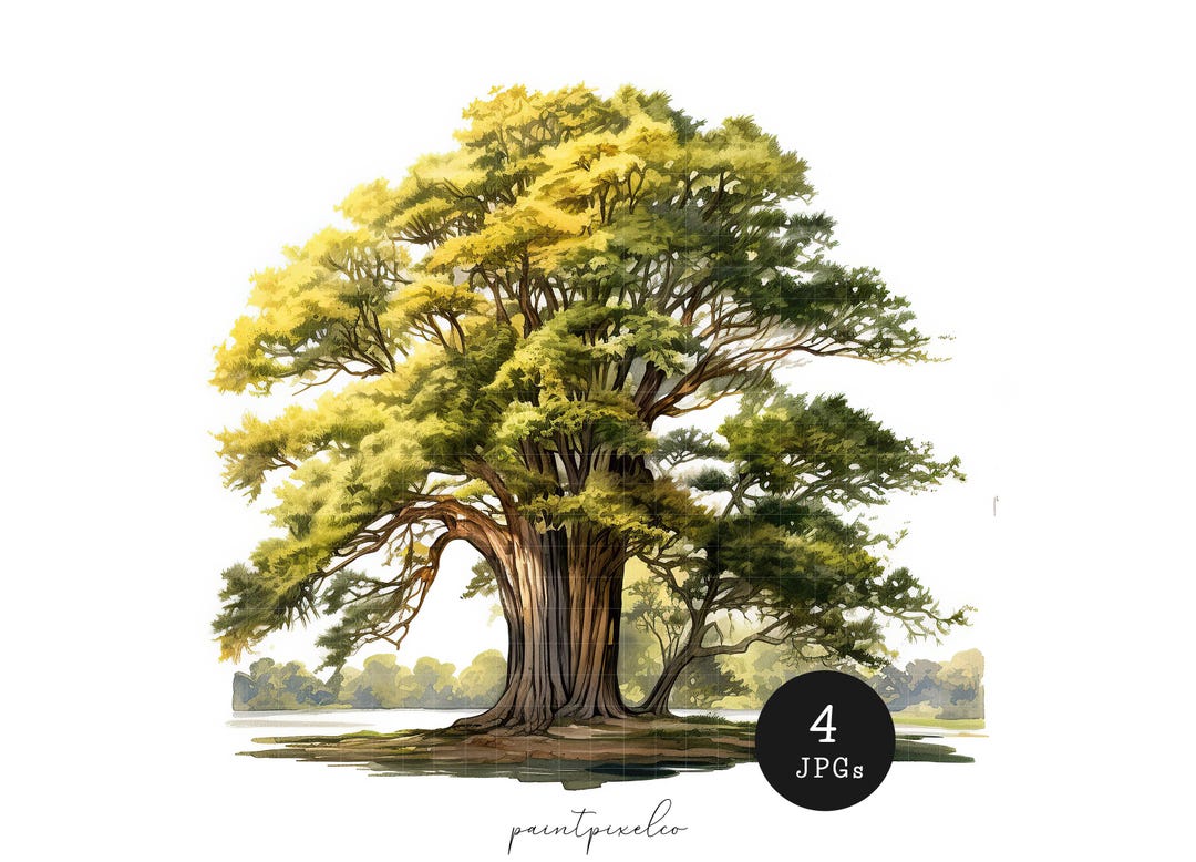 4 Cypress Tree JPG Clipart Watercolor Tree Printable Wall Art ...