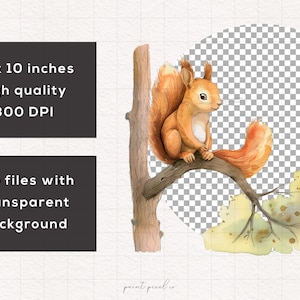 Quirky Squirrel PNG Funny Squirrel Clipart Silly Woodland Animals ...