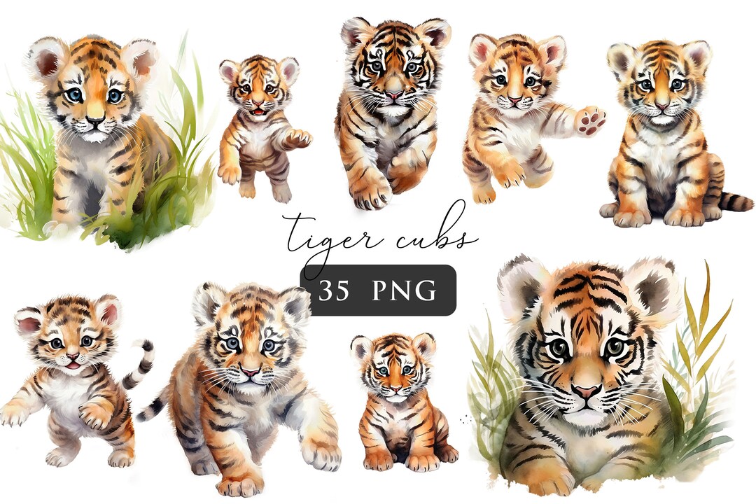 Playful Tigers Clipart PNG Safari Animal Watercolor - Etsy