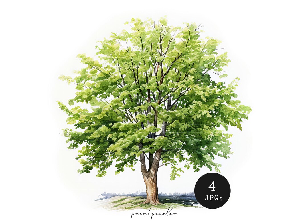 4 Beech Trees JPG Clipart Watercolor Tree Printable Wall Art ...
