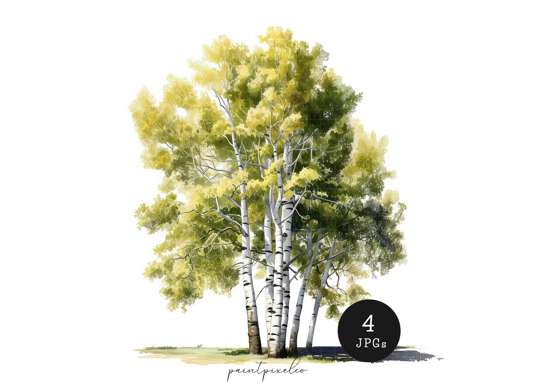 4 Aspen Trees JPG Clipart Watercolor Tree Printable Wall Art ...