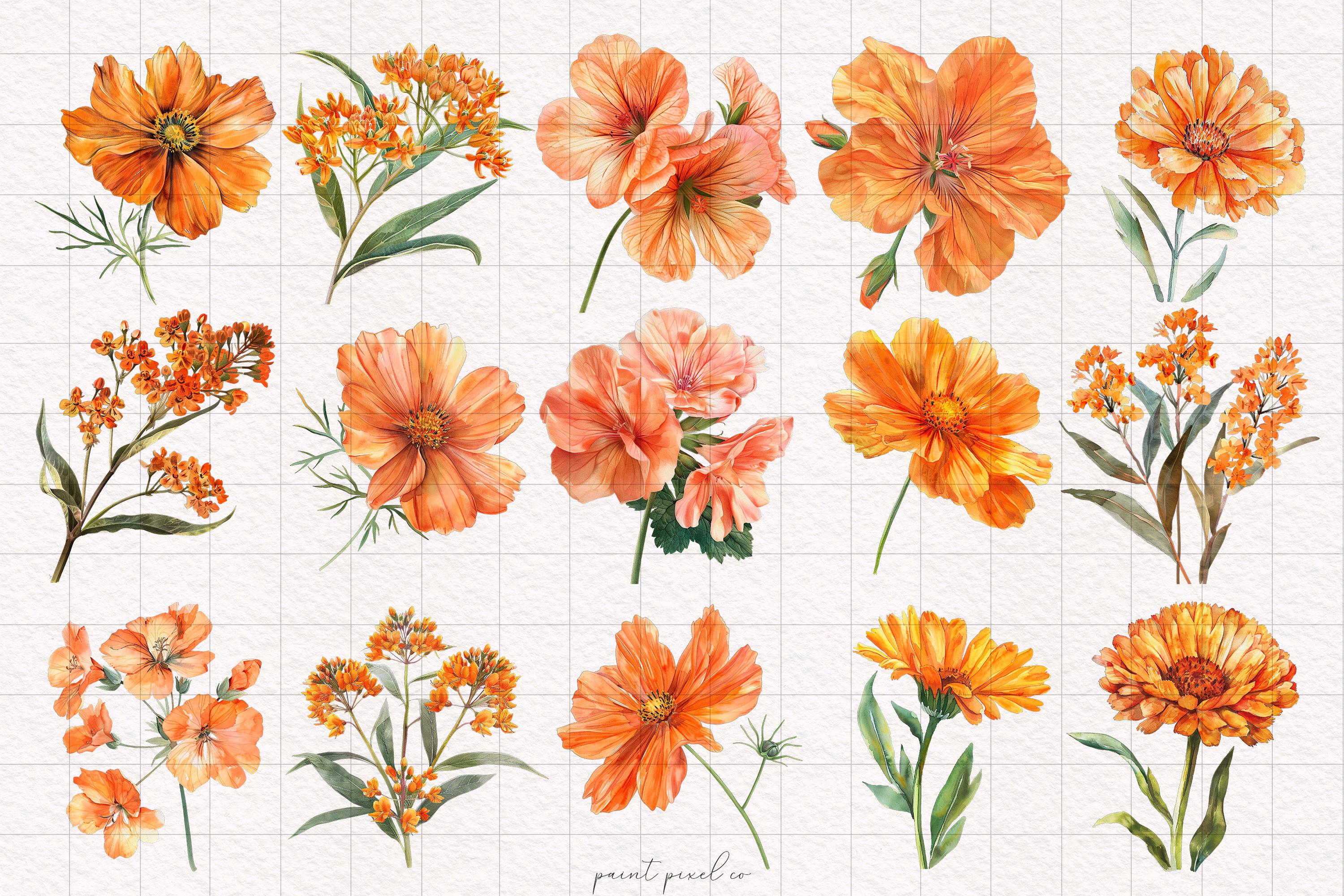 Orange Floral Clipart Watercolor Orange Flowers PNG Botanical Summer ...
