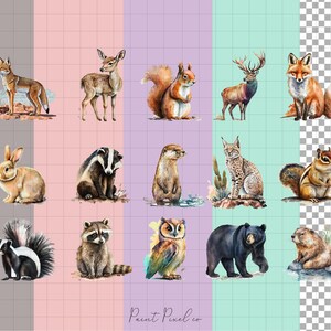 Forest Animals PNG Woodland Animals Clipart Bear Fox Coyote PNG Jungle ...