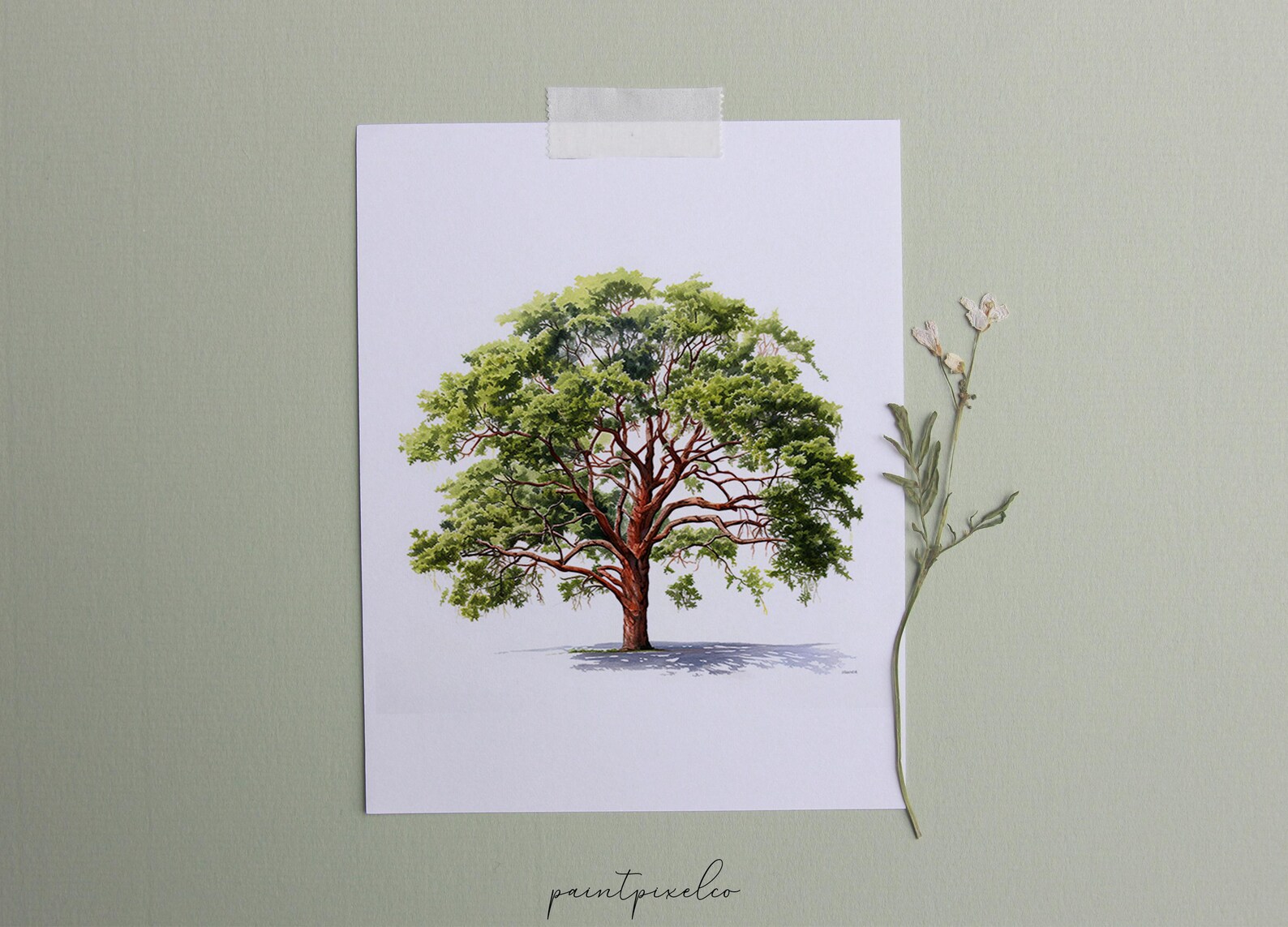 4 Koa Trees JPG Clipart Watercolor Tree Printable Art Sublimation Card ...