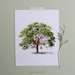 4 Koa Trees JPG Clipart Watercolor Tree Printable Art Sublimation Card ...