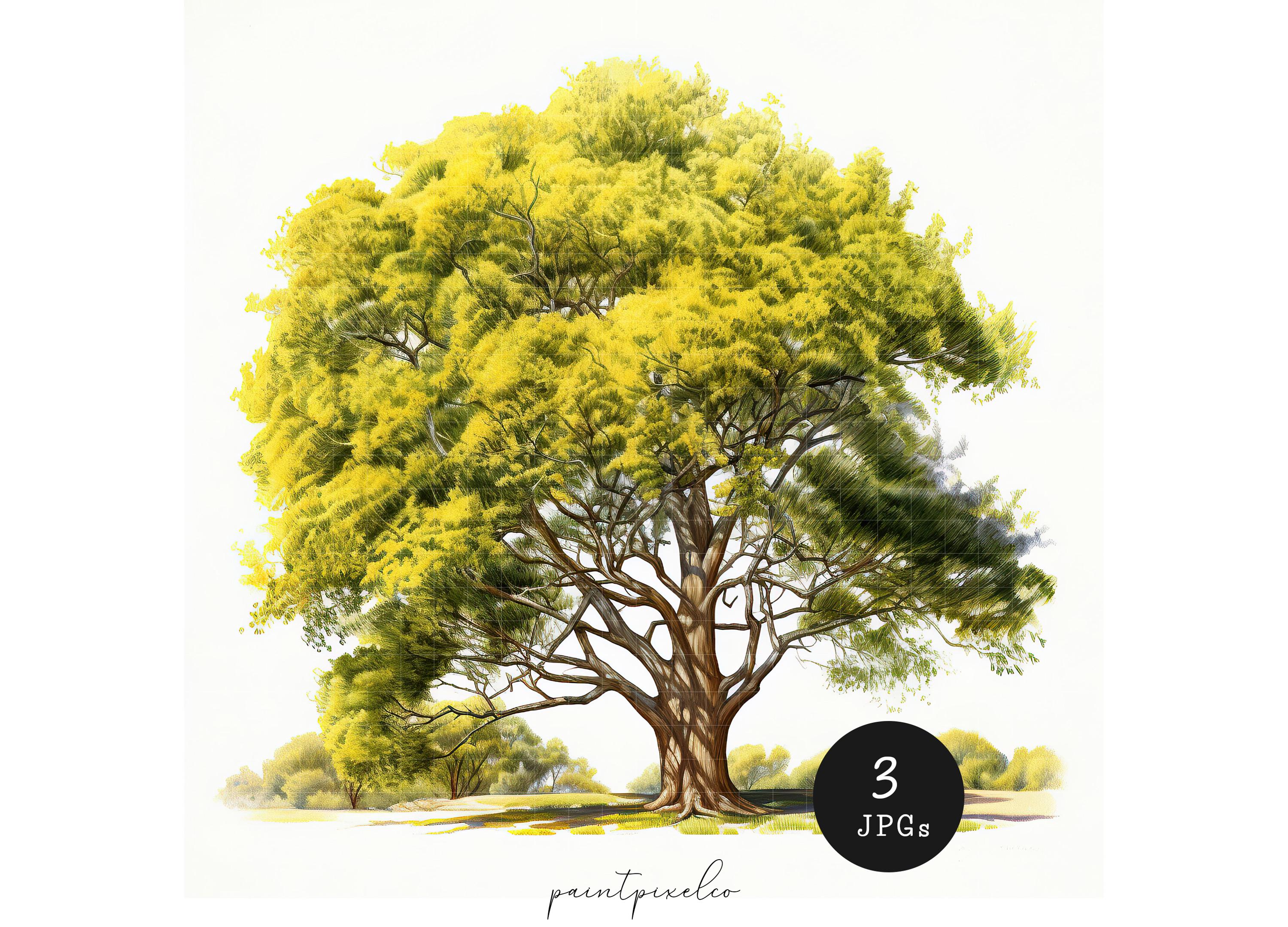 Acacia Tree JPG Clipart Watercolor Tree Illustration Printable ...