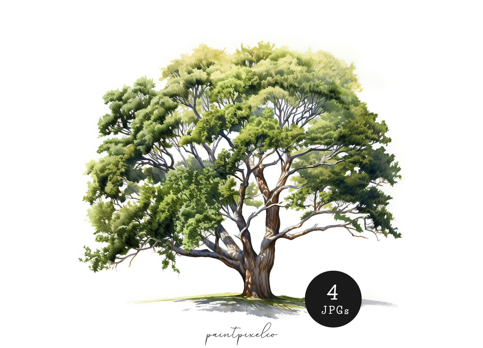 4 Koa Trees JPG Clipart Watercolor Tree Printable Art Sublimation Card ...