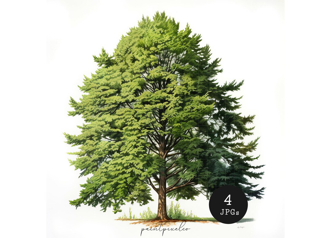 4 Hemlock Trees JPG Clipart Watercolor Tree Printable Wall Art ...
