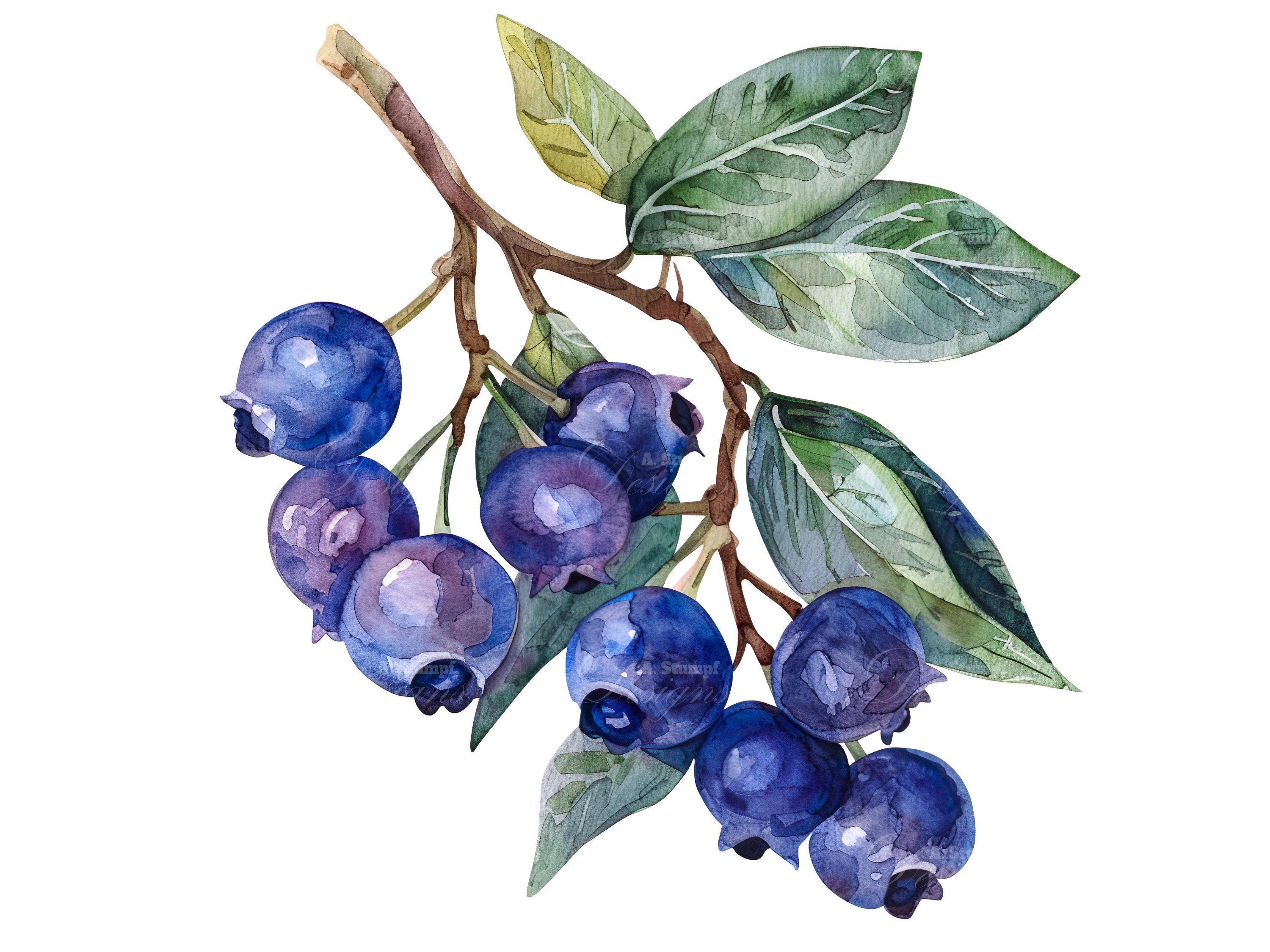 Blueberry Clipart Set Fruits Watercolor Painting Clip Art Bundle ...