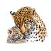 10 Leopard Mother With Her Baby Clipart Set Wild Safari Animal Family ...