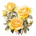 Yellow Roses Clipart Set Watercolor Flowers Bundle Floral Graphics ...