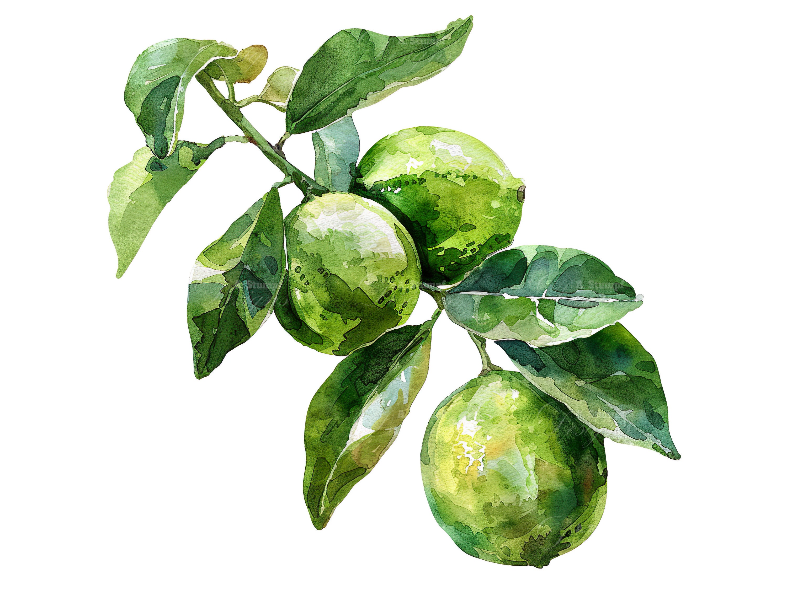 10 Lime Branch Clipart Set Watercolor Green Citrus Wall Art Print Fruit ...