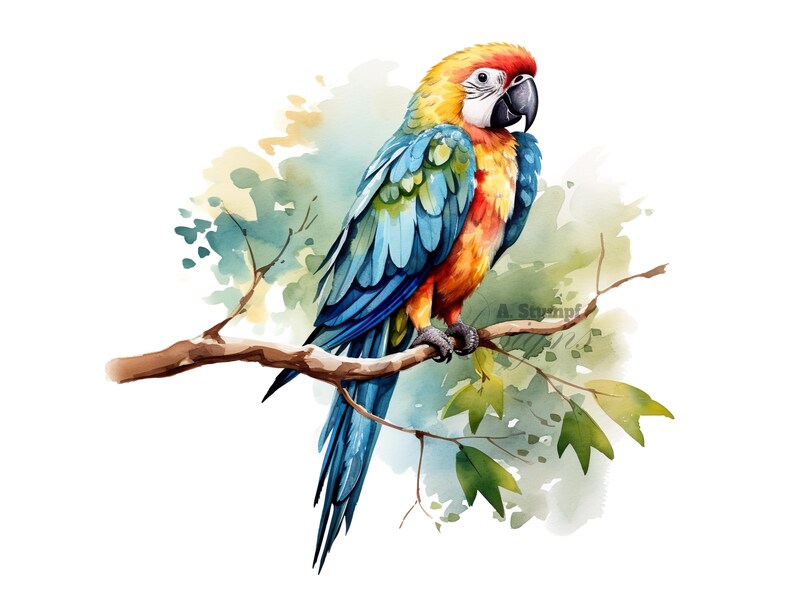 Parrot Watercolor Clipart Set 10 Digital Images Clip Art Watercolor Art ...