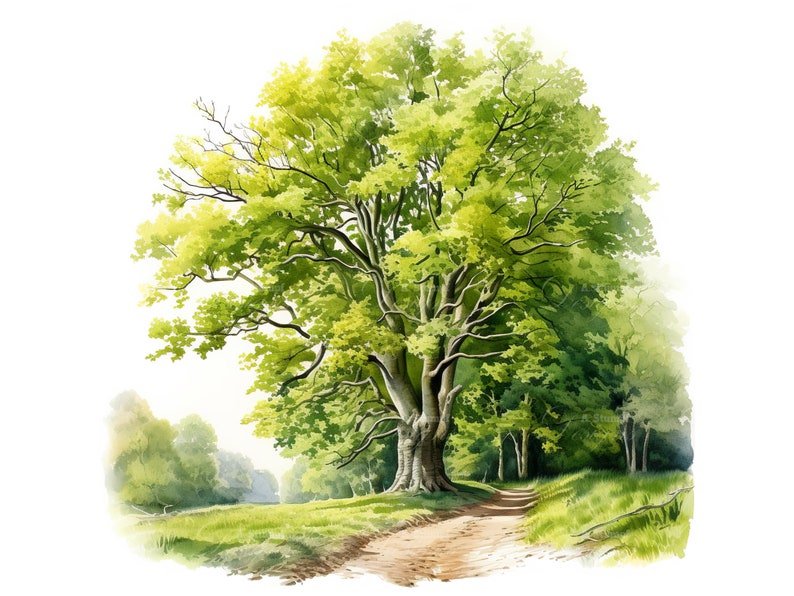 Beech Tree Clipart Set Watercolor Clip Art Bundle Printable Wall Art ...