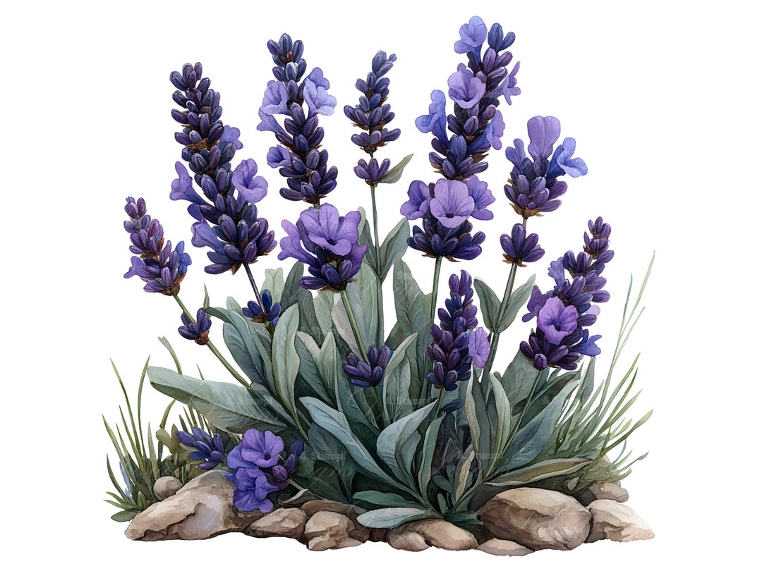 10 Lavender Flowers Clipart Digital Watercolor Paintings Purple Floral ...