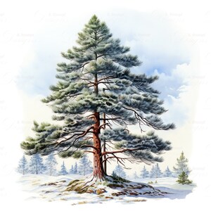 10 Pine Tree in Winter Clipart Set, Digital Watercolor Nature Painting ...