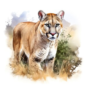 10 Puma Clipart Set, Digital Watercolor Painting, Wild Cat Illustration ...