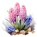 10 Hyacinth Spring Flowers Clipart Set, Blooming Digital Watercolor ...
