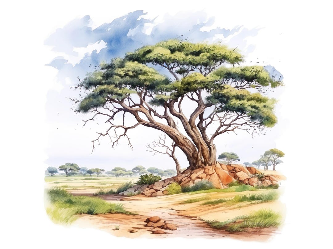 10 Acacia Tree Clipart Set, Digital Watercolor Painting, Botanical ...