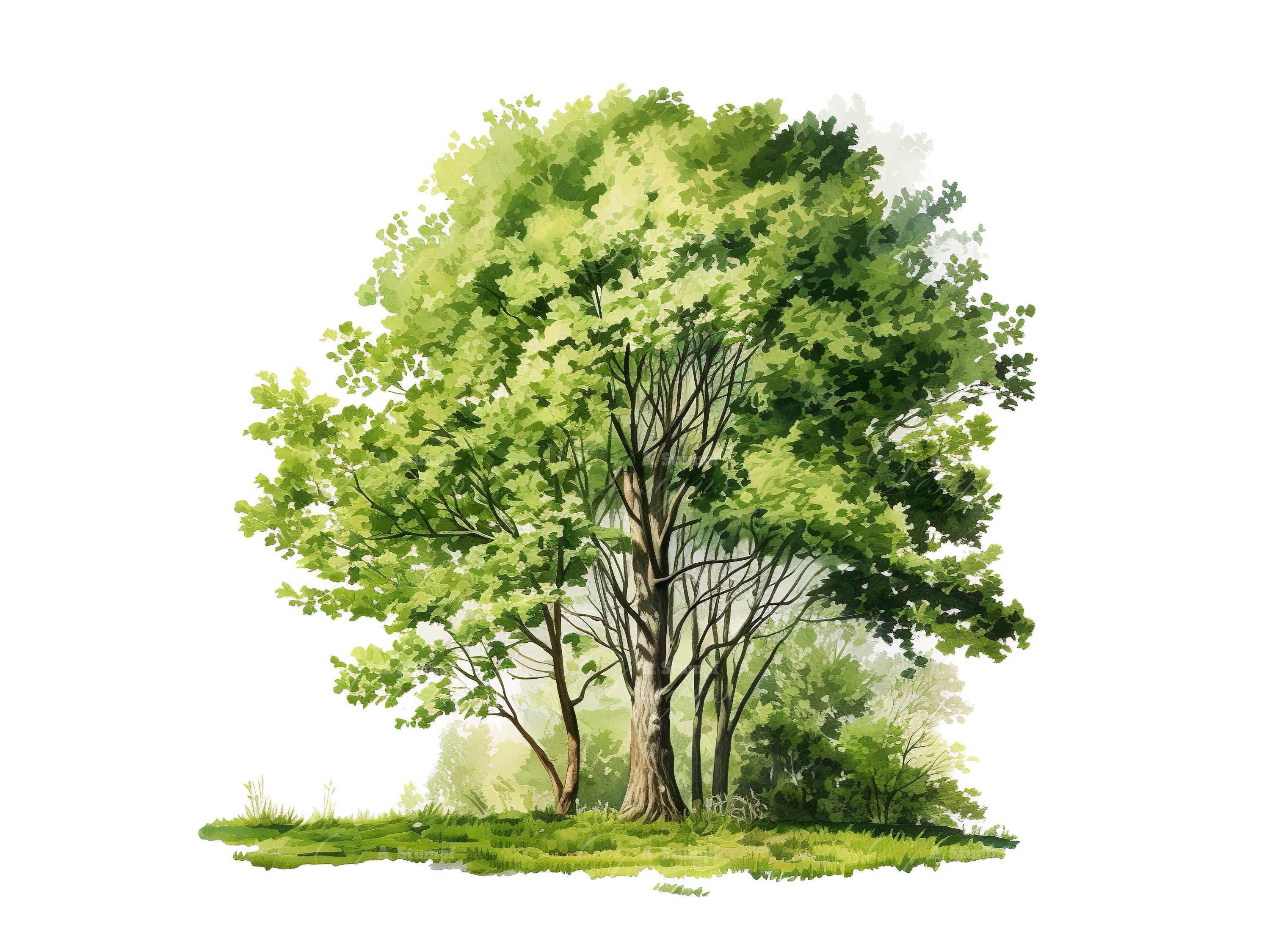 Beech Tree Clipart Set Watercolor Clip Art Bundle Printable Wall Art ...