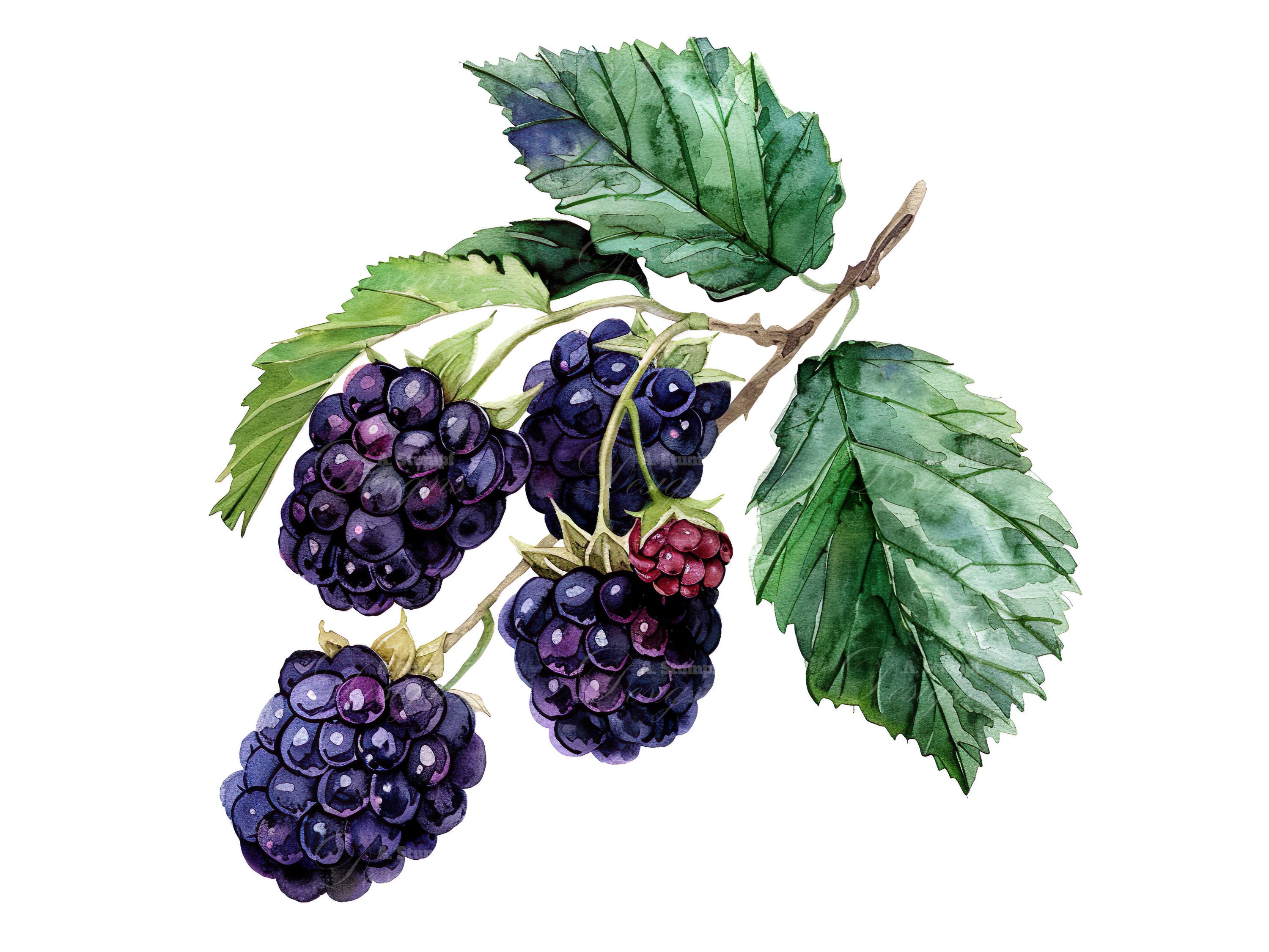 10 Blackberry Branch Clipart Set Digital Watercolor Fruit Painting ...