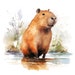 10 Capybara Clipart Set Digital Watercolor Painting Cute Adorable ...