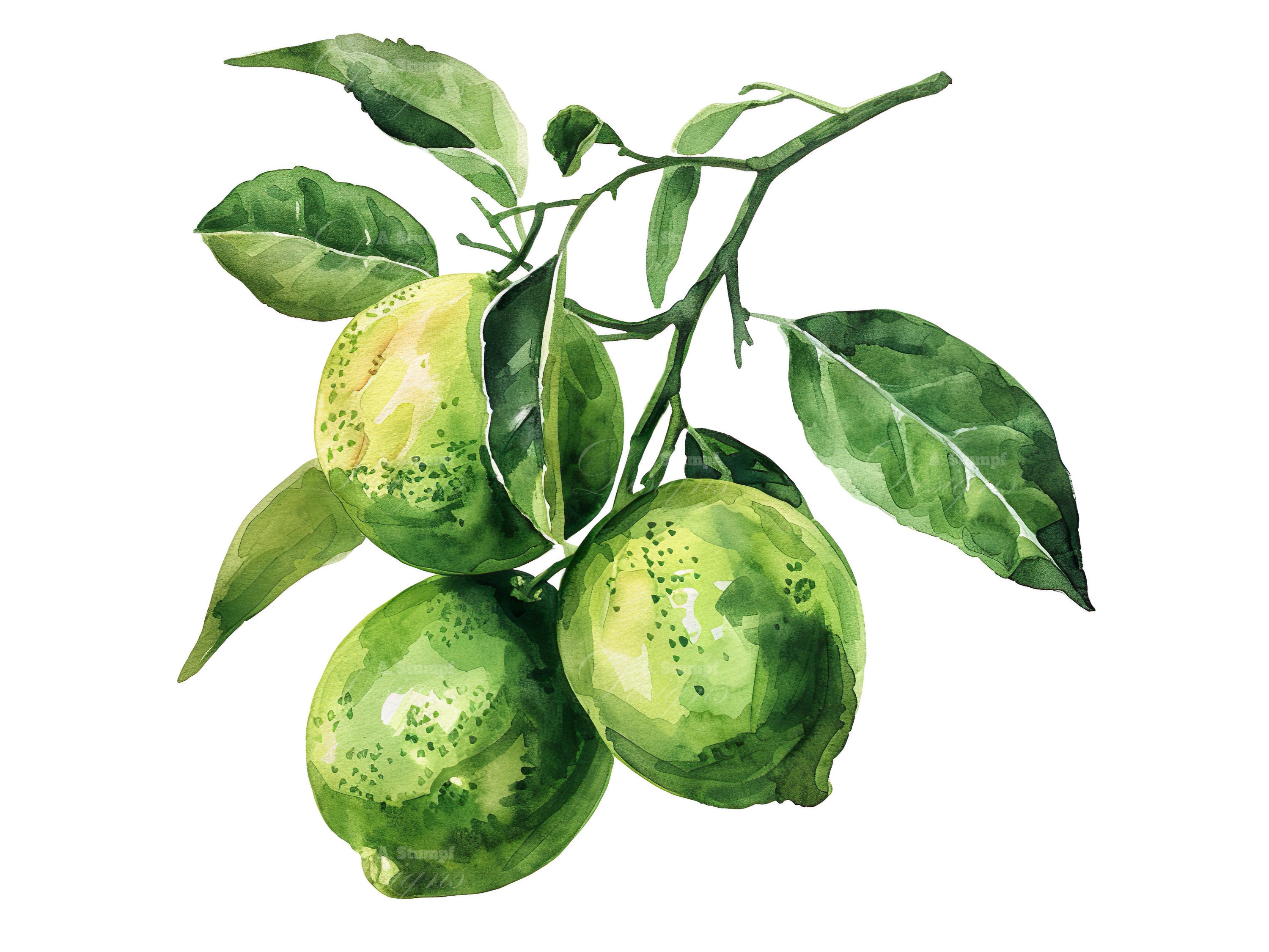 Lime Branch Clipart Set Watercolor Green Citrus Wall Art Print Fruit ...