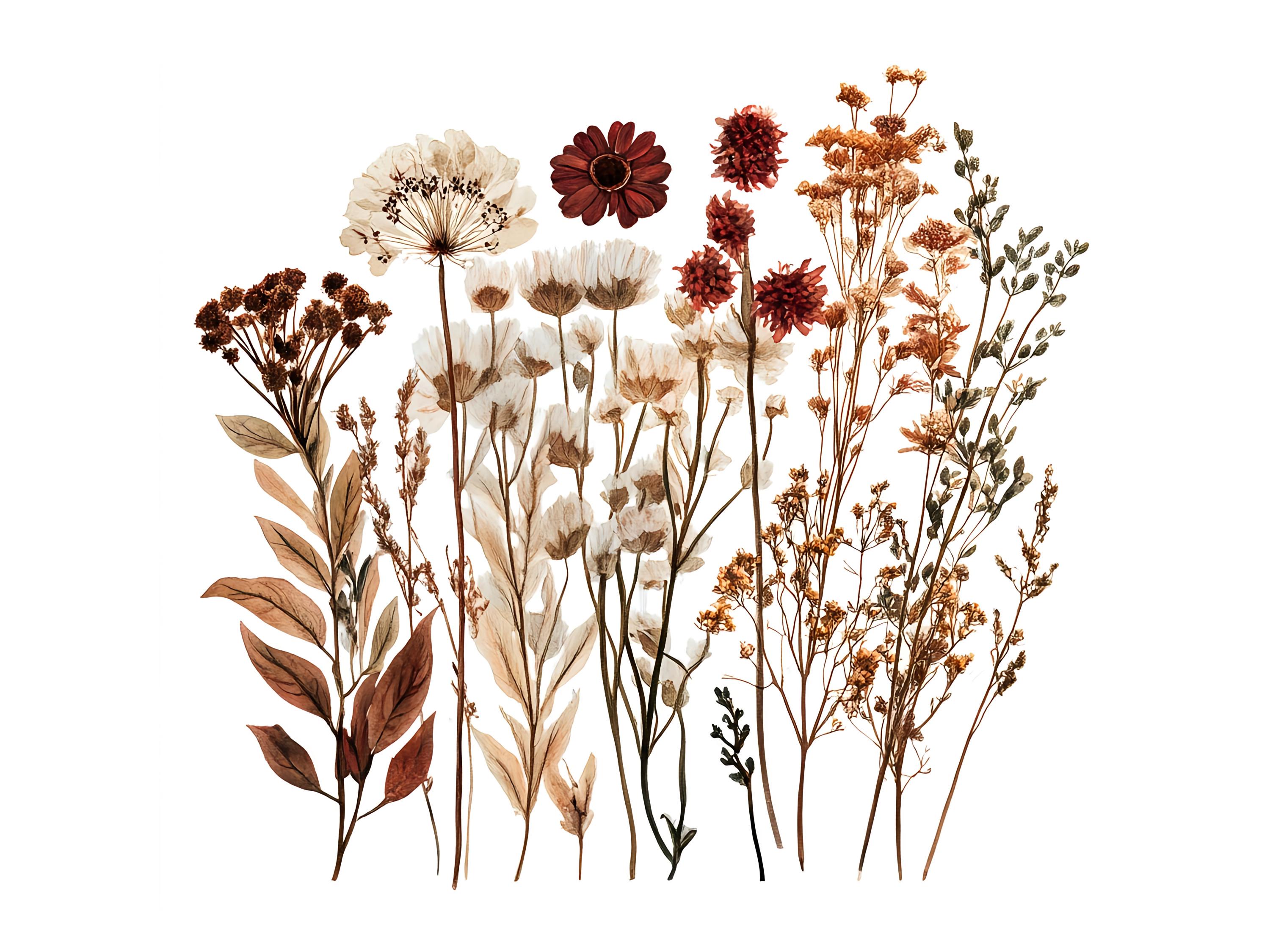 10 Dried Flowers Clipart Floral Arrangement Illustration Rustic ...