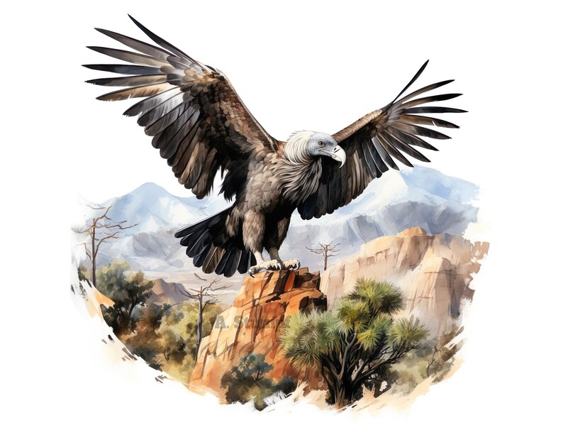 10 Flying Condor Clipart Set Digital Watercolor Painting Exotic ...