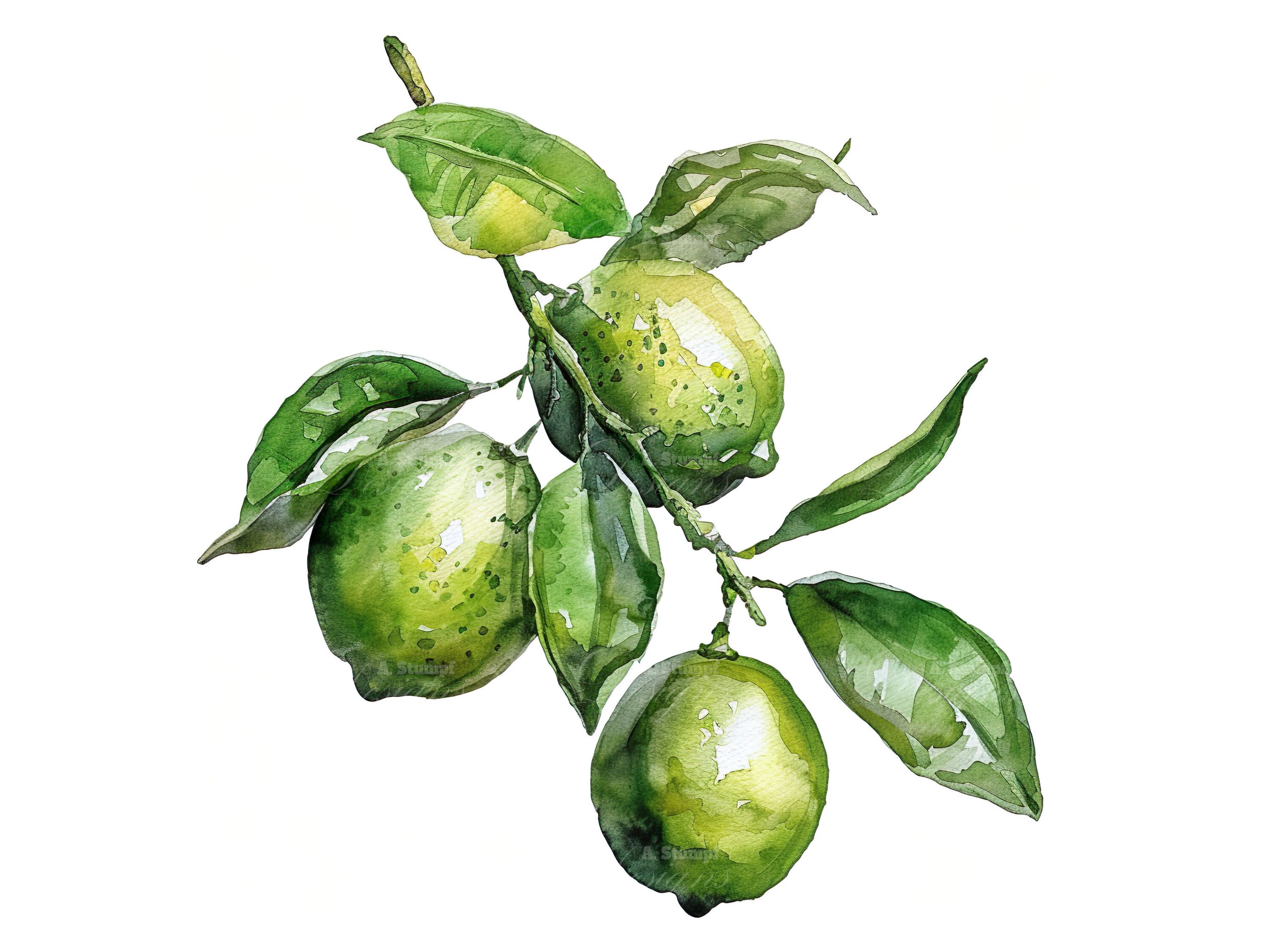 Lime Branch Clipart Set Watercolor Green Citrus Wall Art Print Fruit ...